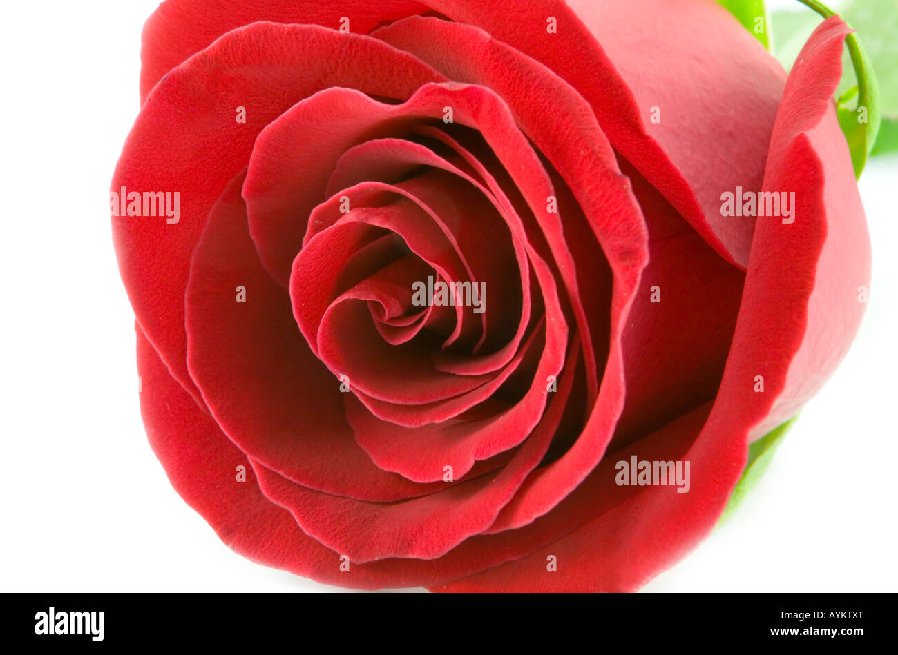 the red rose macro isolated on white background Stock Photo - Alamy