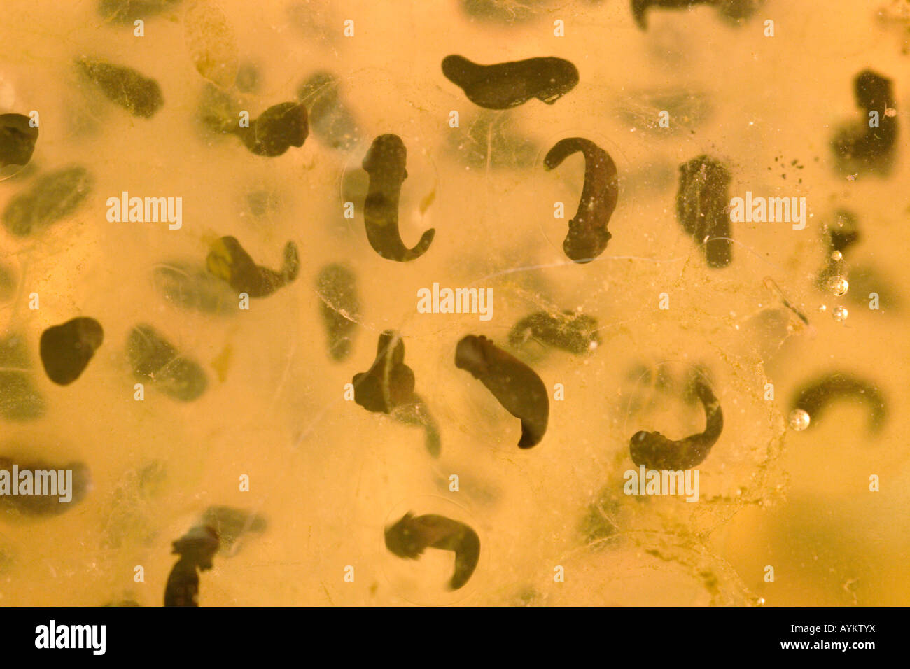 Common Frogspawn development, approx 12 days old Stock Photo - Alamy