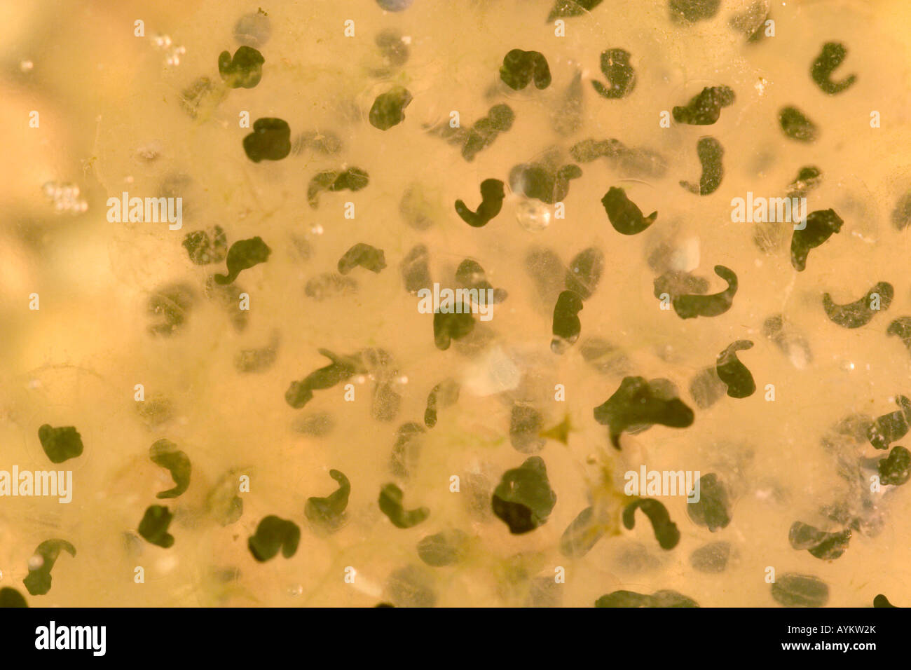 Common Frogspawn development, approx 12 days old Stock Photo - Alamy