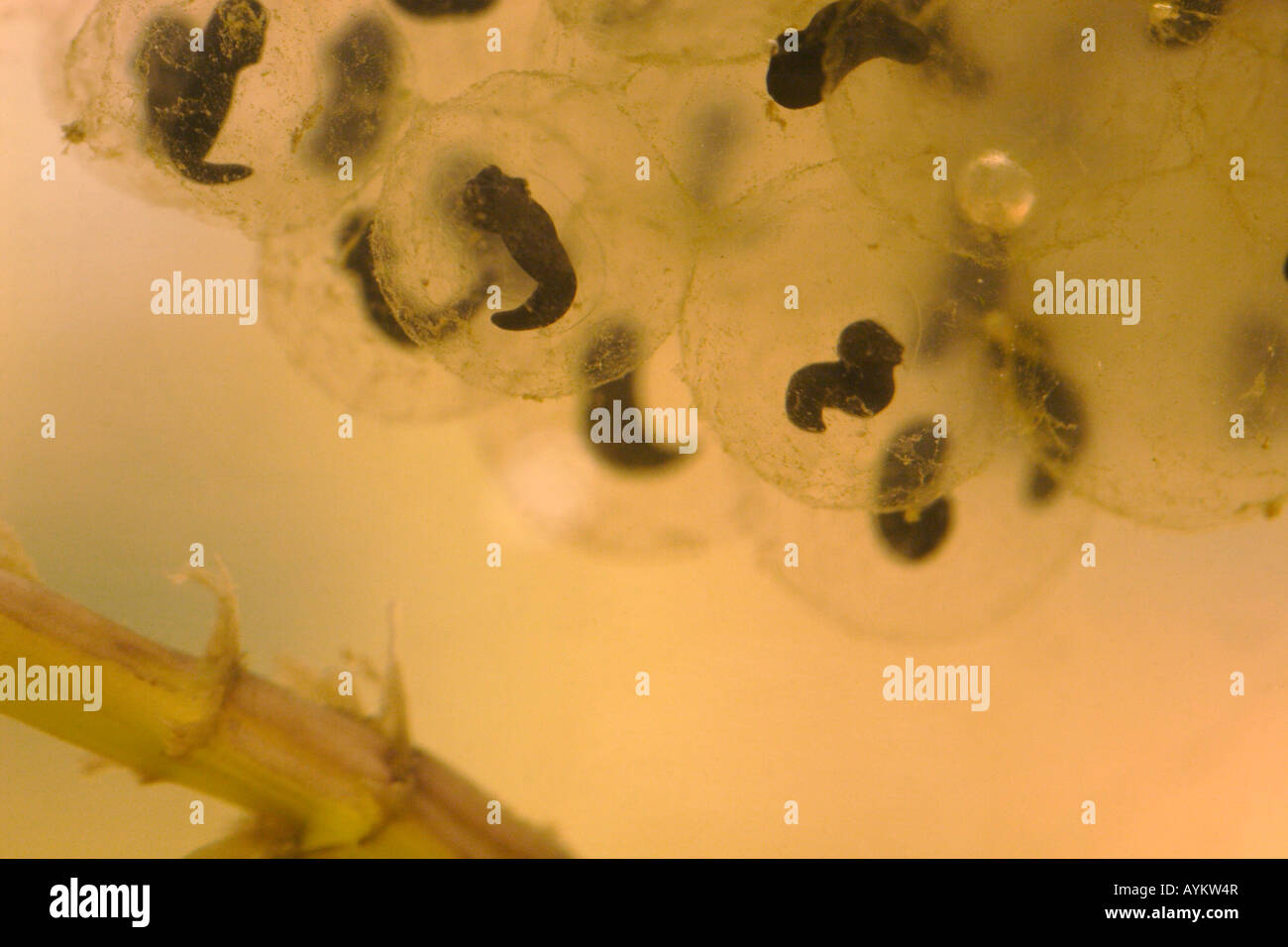 Developing frogspawn hi-res stock photography and images - Alamy