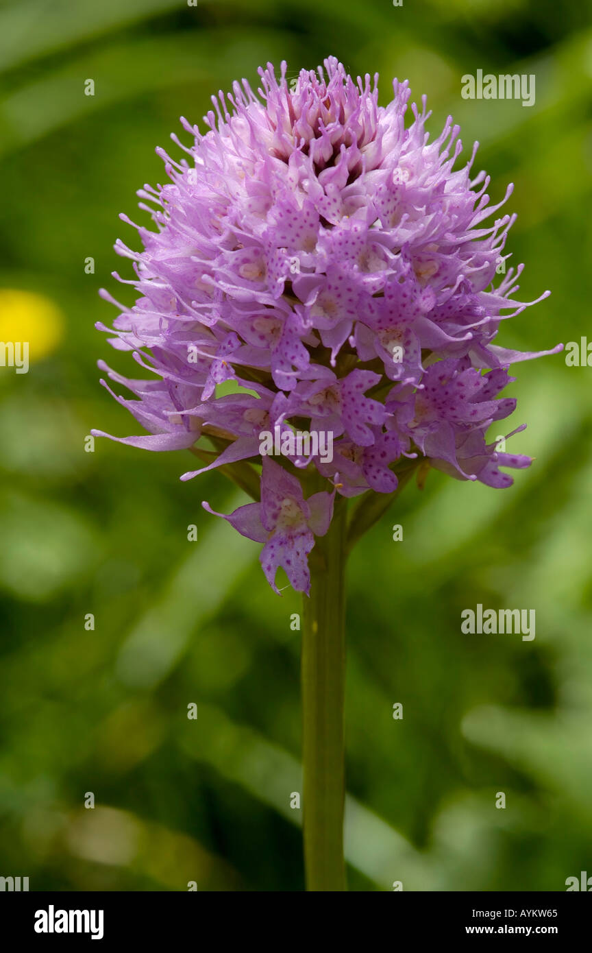 Round headed hi-res stock photography and images - Alamy