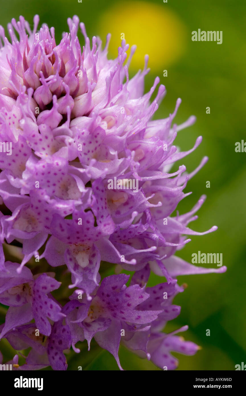 Round headed hi-res stock photography and images - Alamy