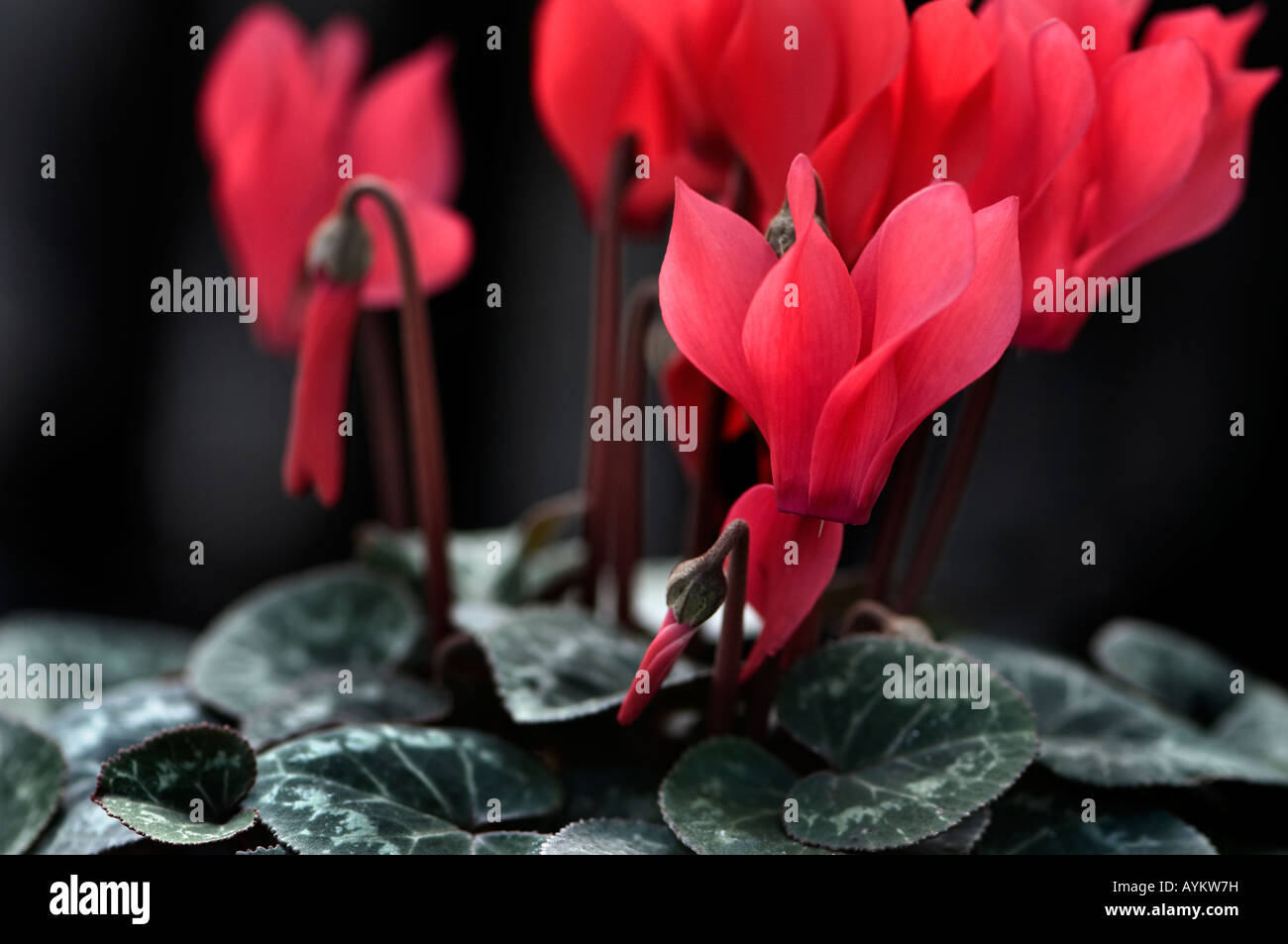 florists cyclamen, Cyclamen persicum Stock Photo - Alamy
