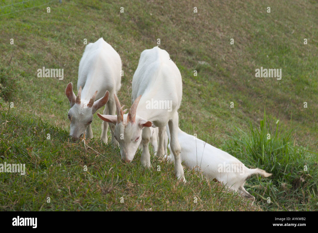 Goats on grass hi-res stock photography and images - Alamy