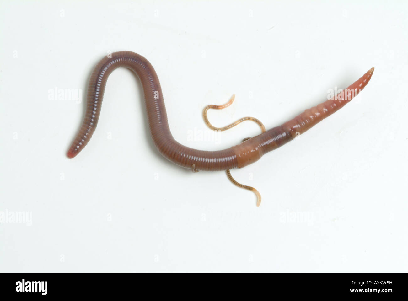 Earthworm Hatchlings Life Cycle Of An Earthworm [Free Worksheets]