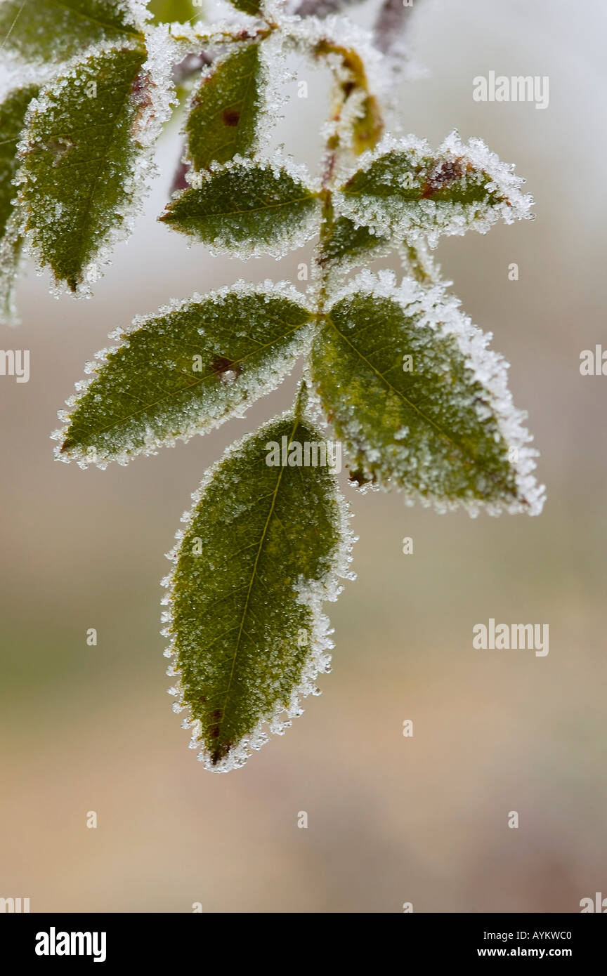 Frost on Dog Rose Leaf Rosa canina Stock Photo - Alamy