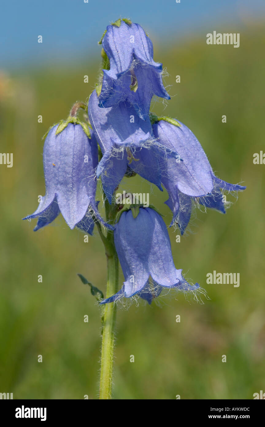Bearded Bellflower Campanula barbata Stock Photo - Alamy