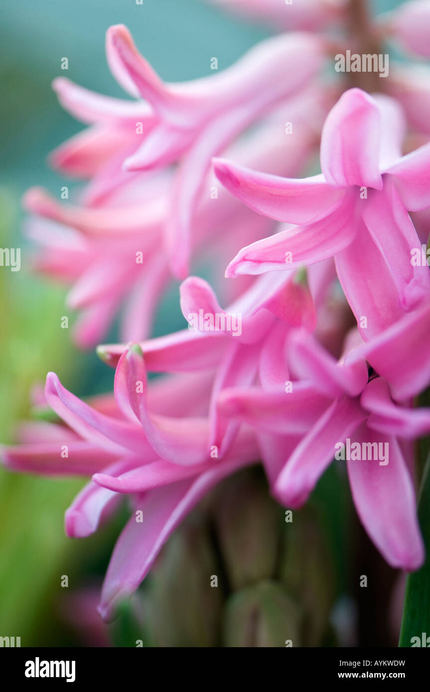 Hyacinth, spring bloom Stock Photo - Alamy