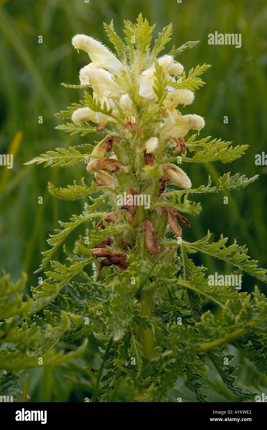 Leafy Lousewort Pedicularis foliosa Stock Photo - Alamy