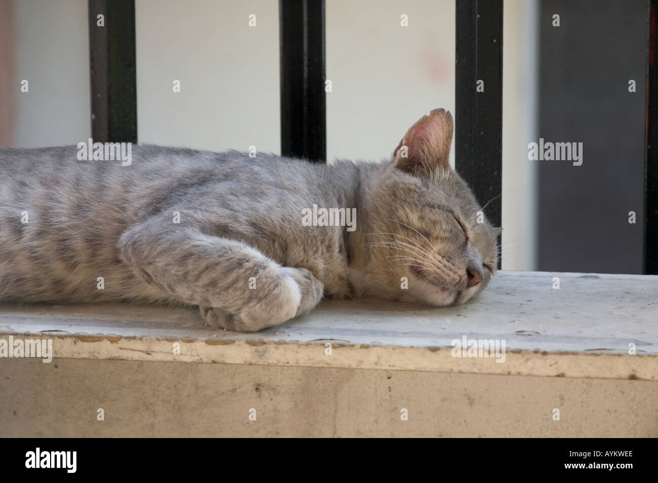 Miserable cat hi-res stock photography and images - Alamy