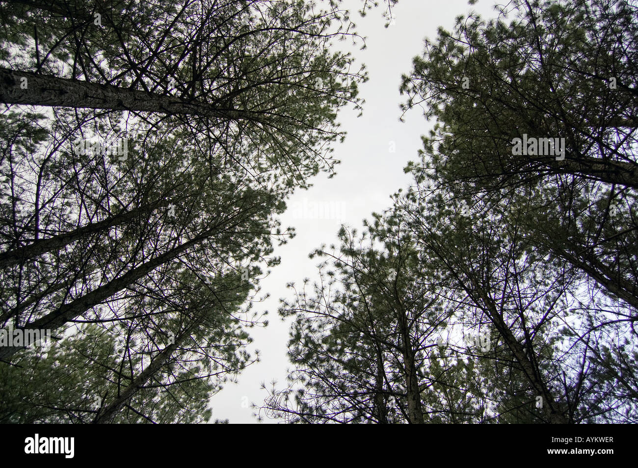 Looking up at tall trees hi-res stock photography and images - Alamy