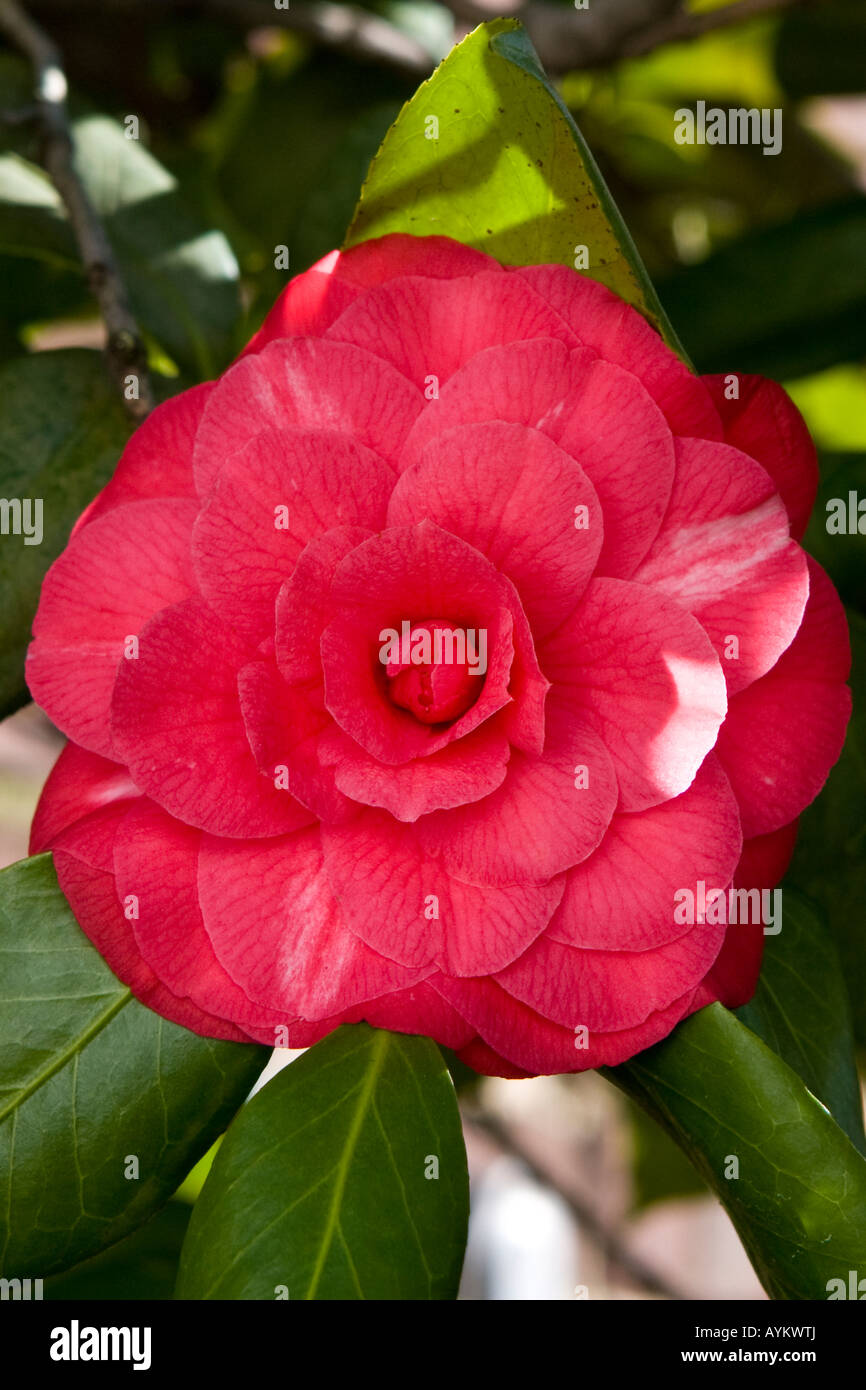 Red Round Flower Stock Photo - Alamy