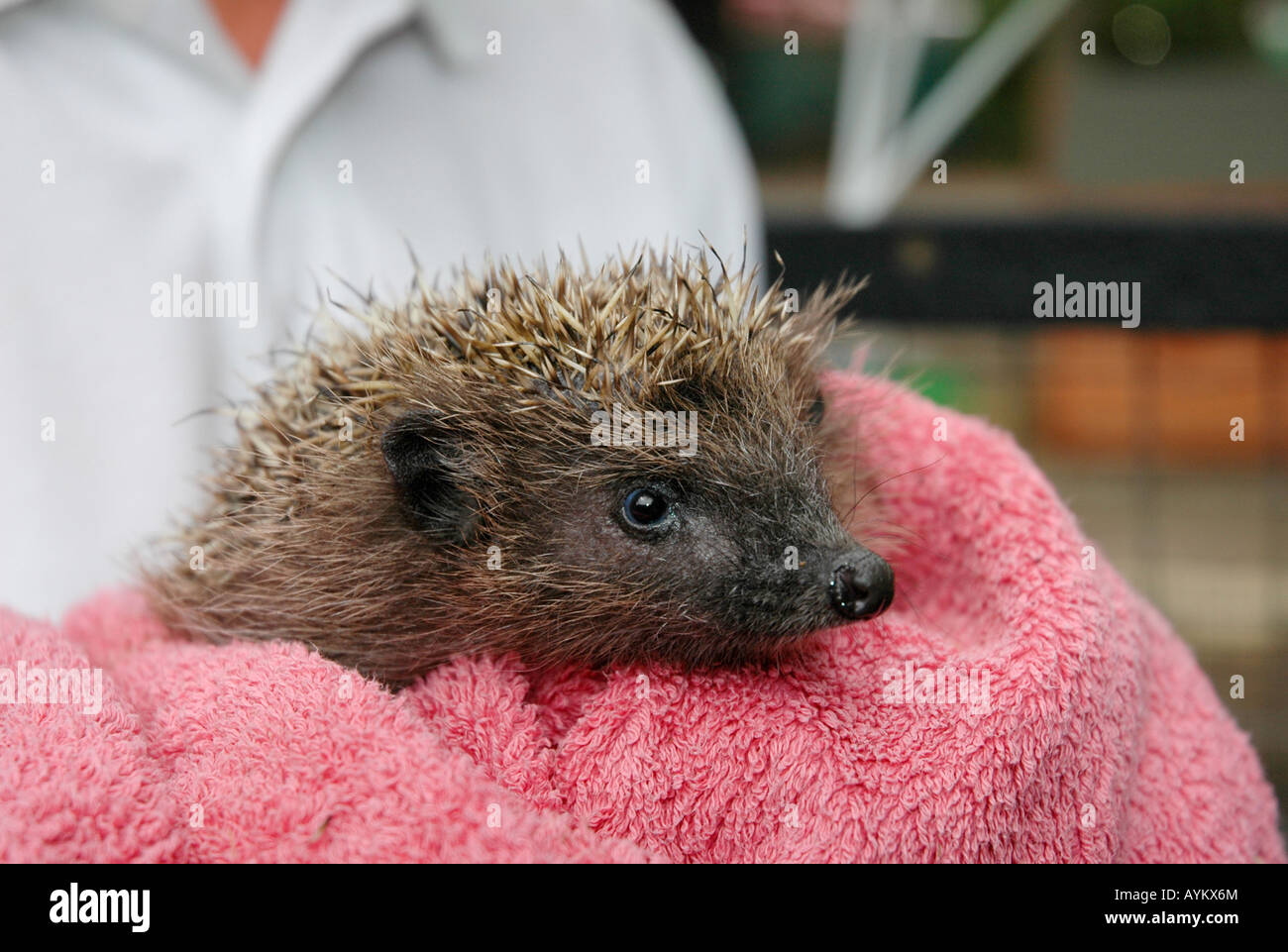 Hedgehog at London Wildlife Hospital, Ealing Stock Photo - Alamy