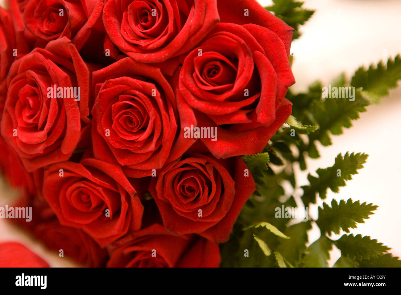 Large roses form hi-res stock photography and images - Alamy