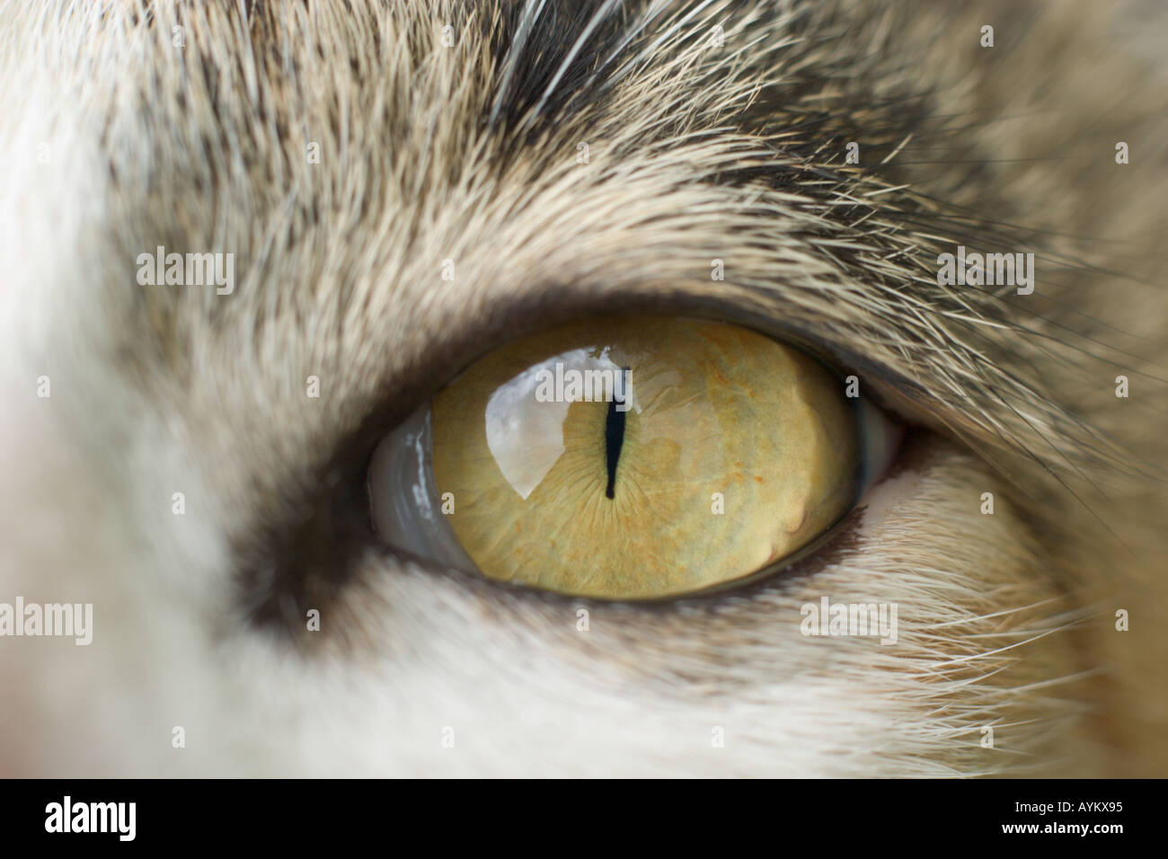 Cats vision hi-res stock photography and images - Alamy