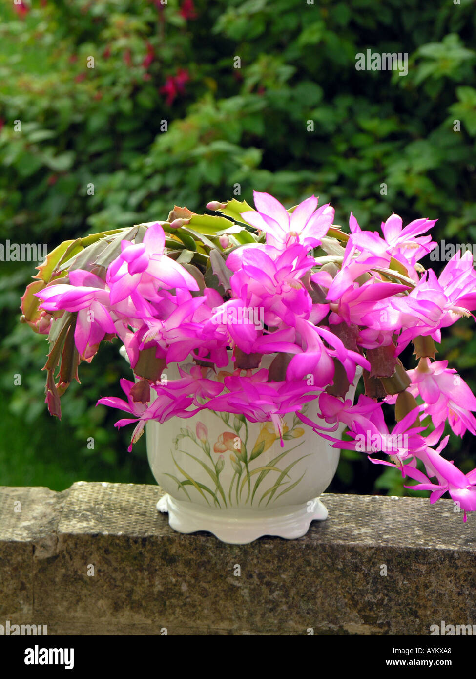 SCHLUMBERGERA. CHRISTMAS CACTUS Stock Photo - Alamy