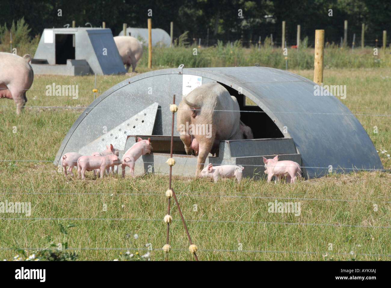 pigs piglets, sty, trough, pen, field, pork, farm Stock Photo - Alamy