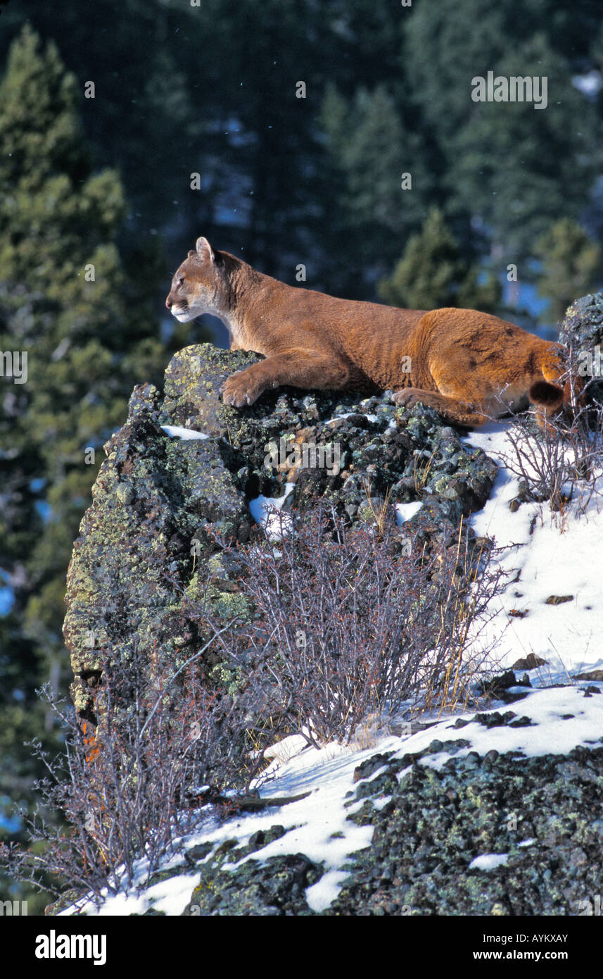 Adult male cougar Puma concolr western Montana model Stock Photo - Alamy