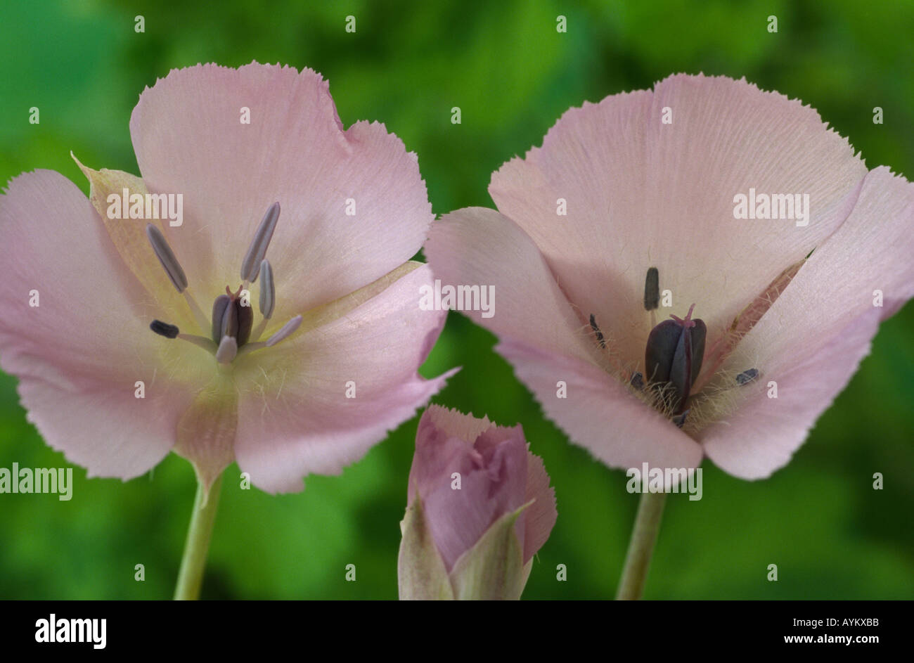 Calochortus splendens 'Violet Queen'. Cat's ears, Fairy lantern ...