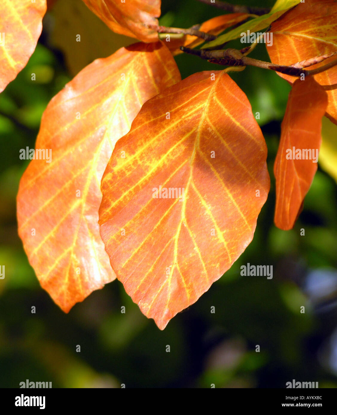 FAGUS SYLVATICA. COPPER BEECH LEAVES.AUTUMN Stock Photo - Alamy