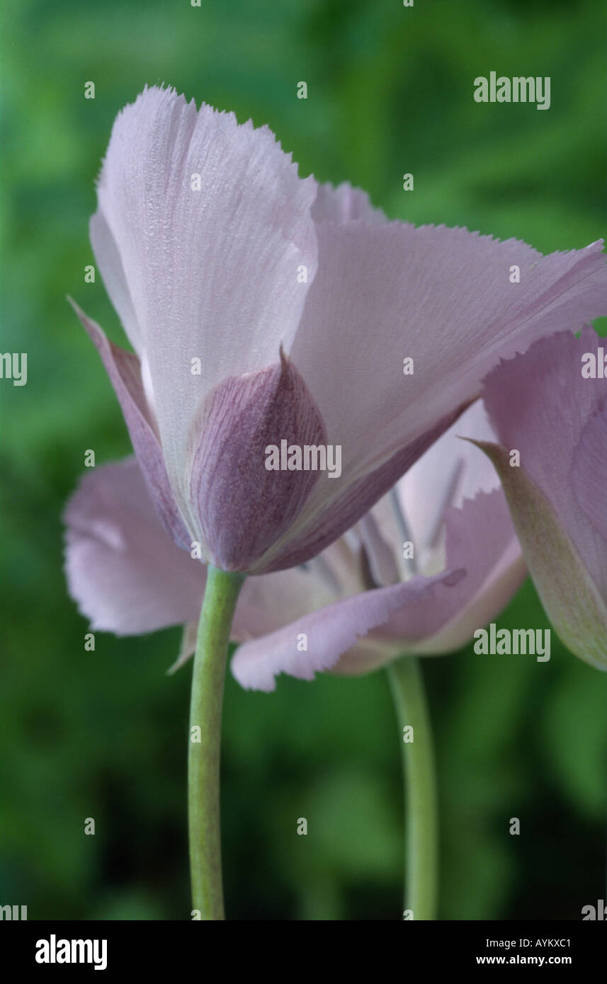 Calochortus splendens 'Violet Queen'. Cat's ears, Fairy lantern ...
