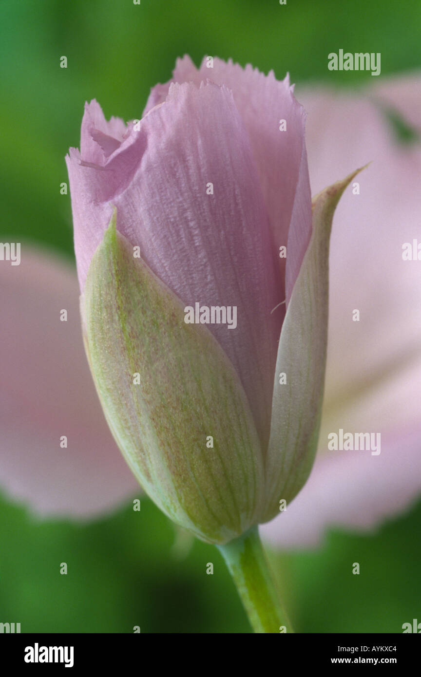 Calochortus splendens hi-res stock photography and images - Alamy