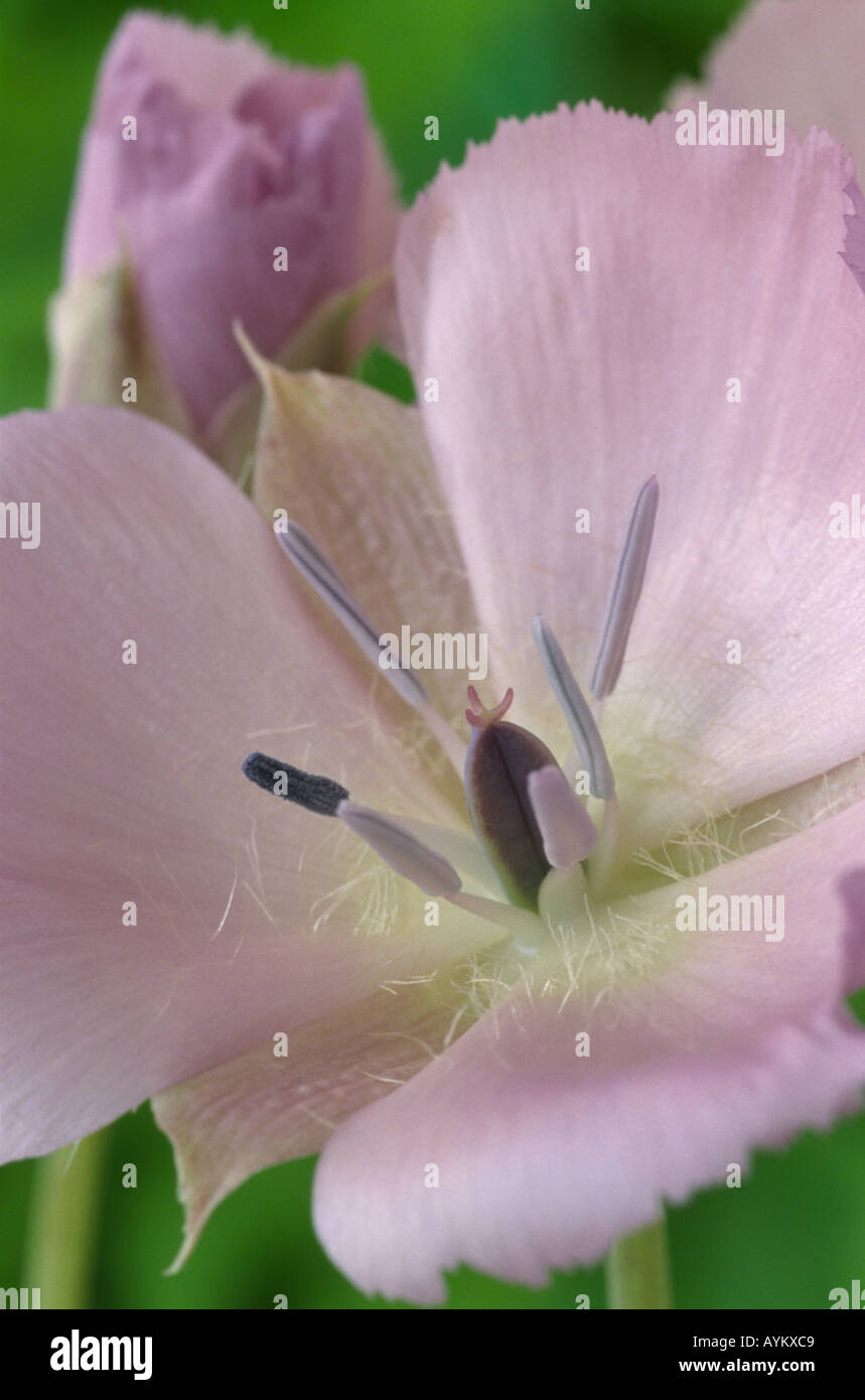Calochortus splendens 'Violet Queen'. Cat's ears, Fairy lantern ...
