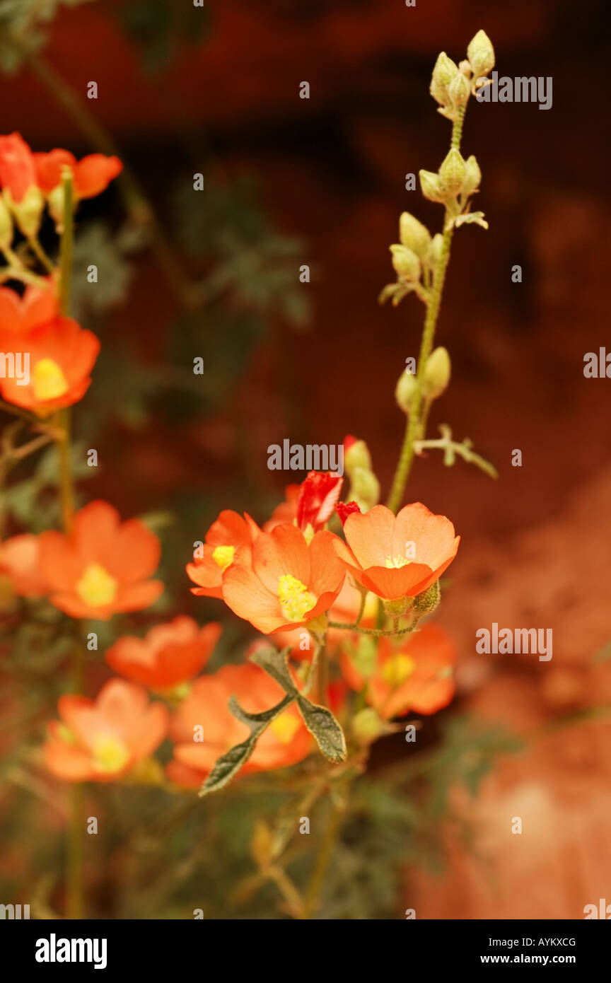 Macro of an orange globe mallow in the red desert mountains of Zion ...