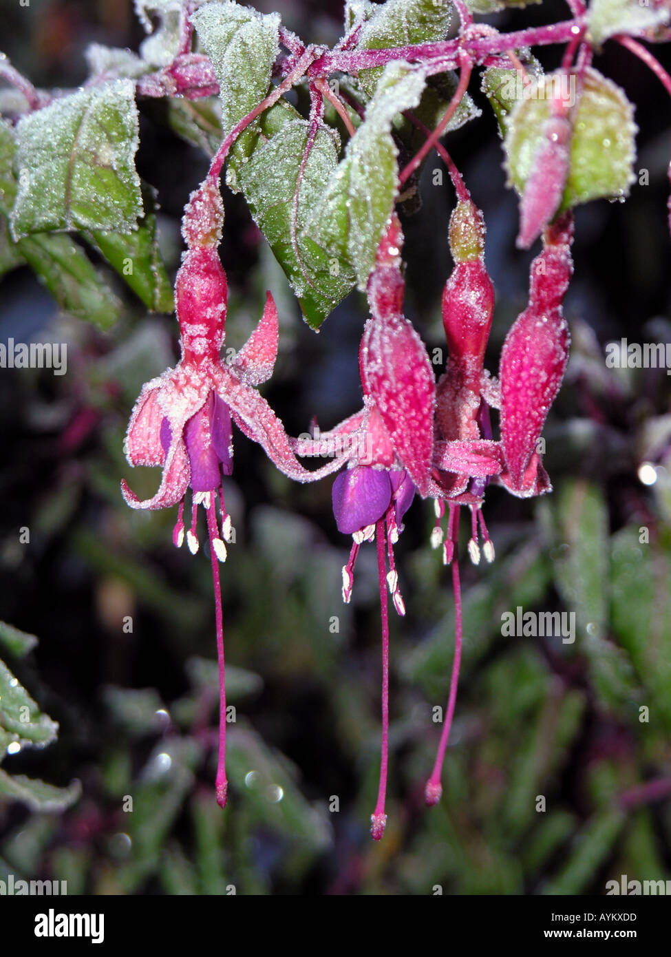 Fuchsia border hi-res stock photography and images - Alamy