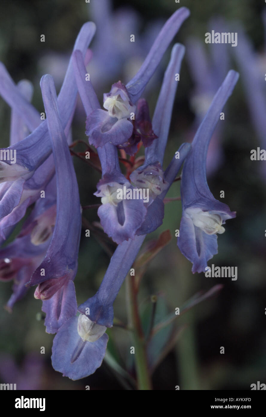 Corydalis flowers china blue hi-res stock photography and images - Alamy