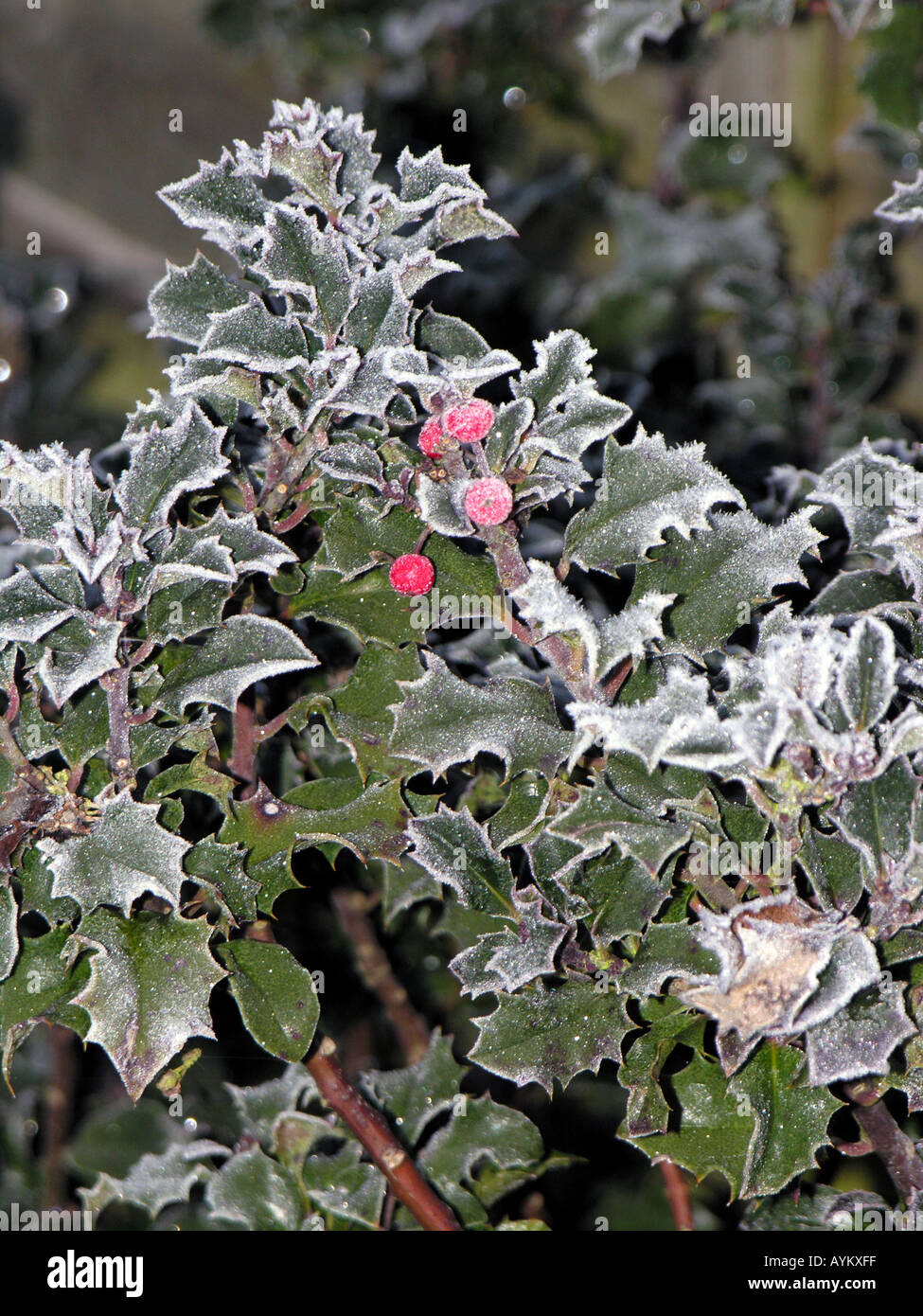Ilex aquifolium hedge hi-res stock photography and images - Alamy