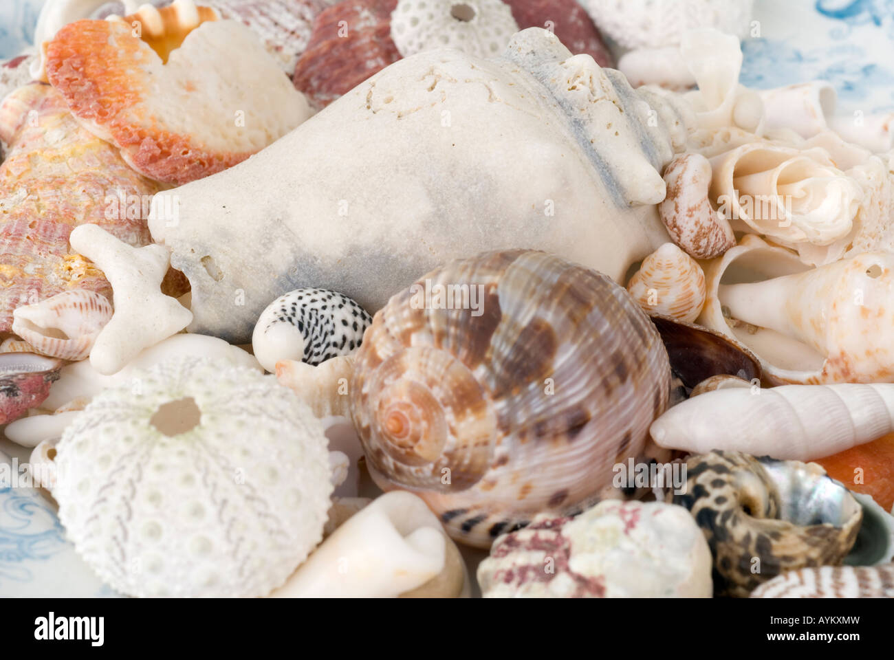 Oceanic seashells hi-res stock photography and images - Alamy