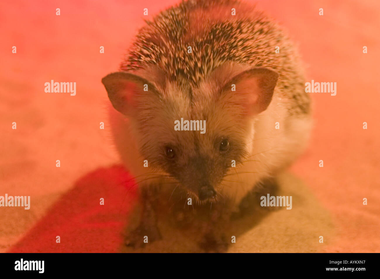 Long eared hedgehog hemiechinus hi-res stock photography and images - Alamy