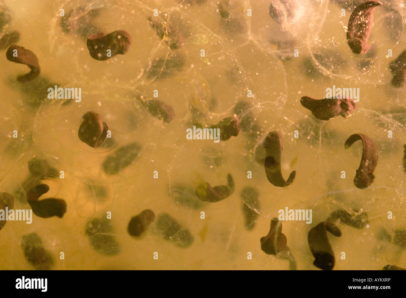 Embryo development stages hi-res stock photography and images - Alamy