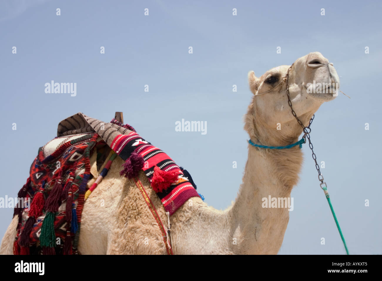 camel with saddle Stock Photo - Alamy