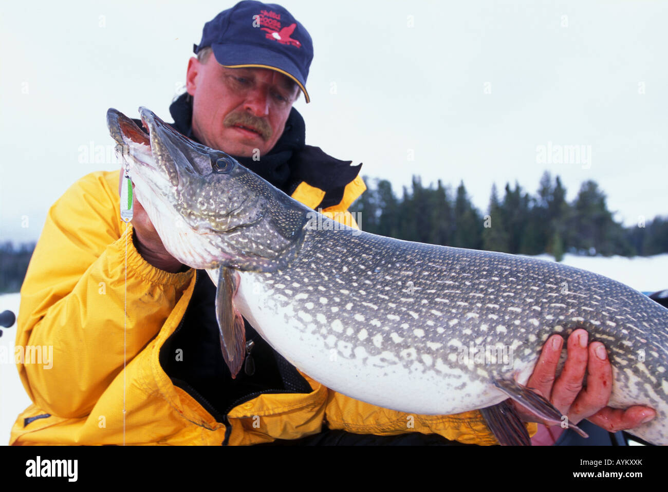 man with large northern pike Stock Photo - Alamy