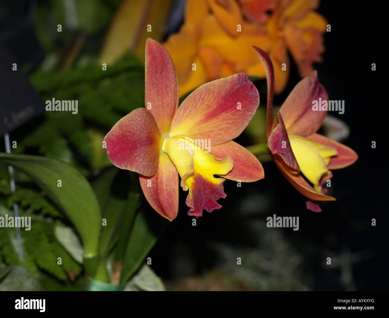 Pink And Orange And Yellow Flowers High Resolution Stock Photography ...