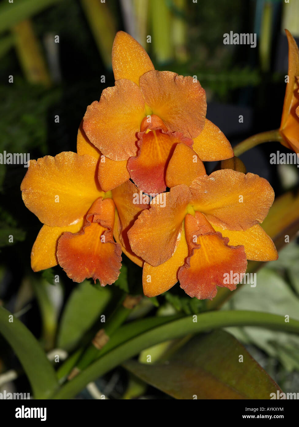 Orange orchid blossom hi-res stock photography and images - Alamy