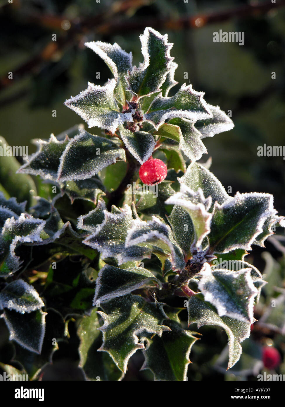 Frosted holly hi-res stock photography and images - Alamy