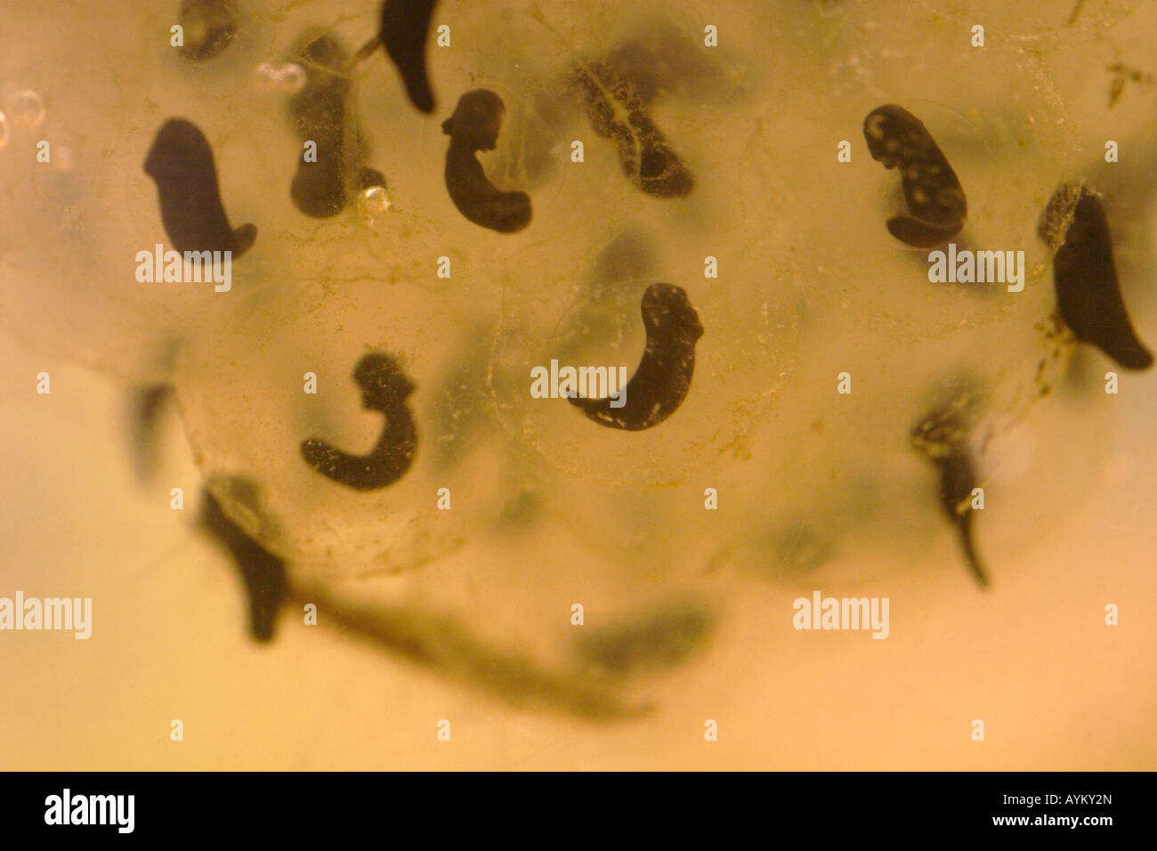 Common Frogspawn development, approx 12 days old Stock Photo - Alamy