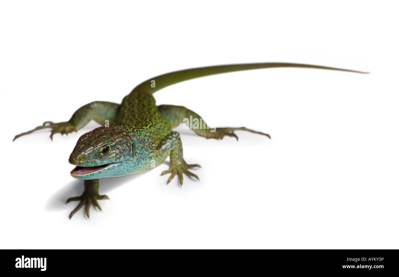 A green male lizard (Lacerta viridis / bilineata)photographed in the ...