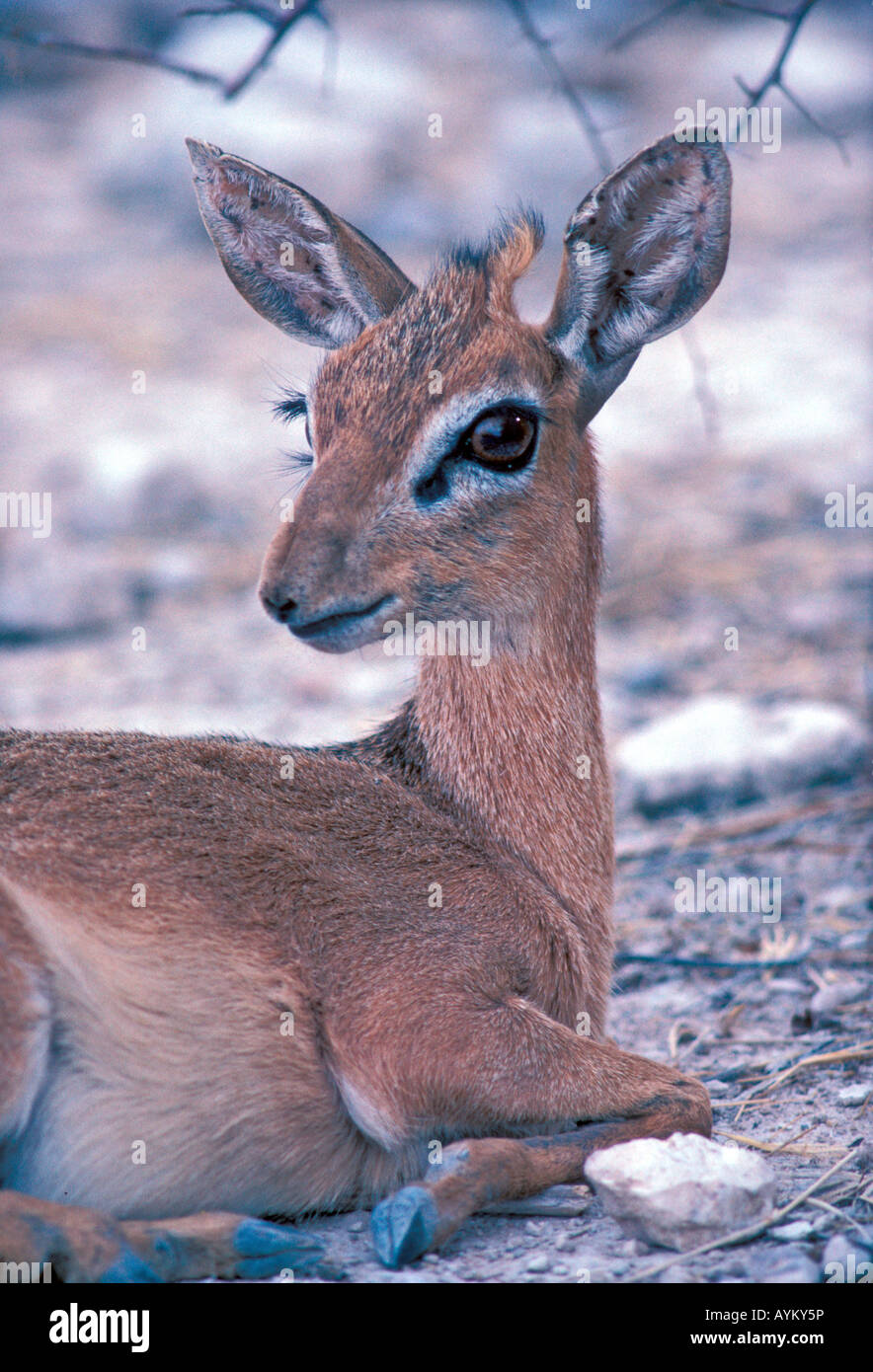 Madoqua sp hi-res stock photography and images - Alamy
