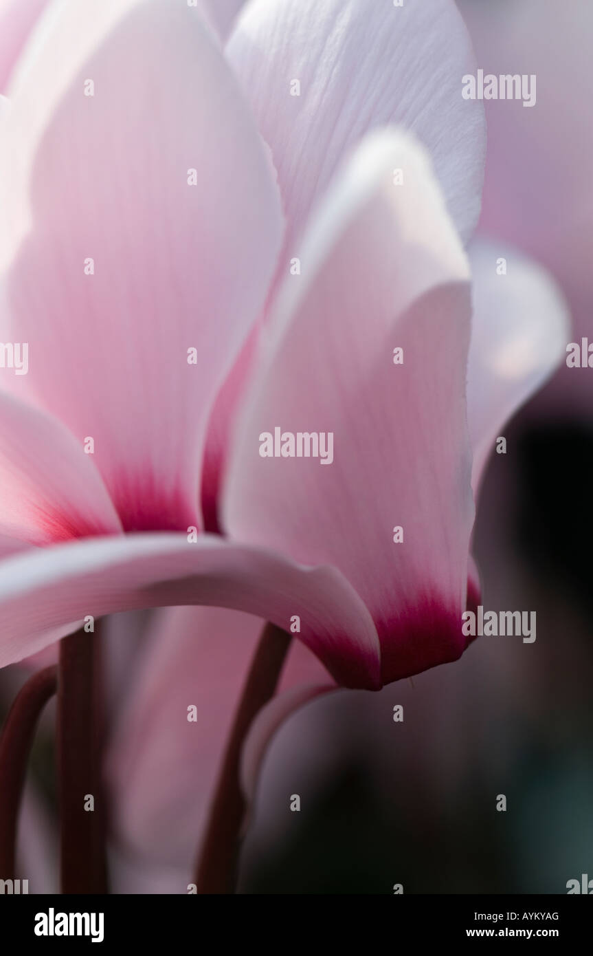 florists cyclamen, Cyclamen persicum Stock Photo - Alamy