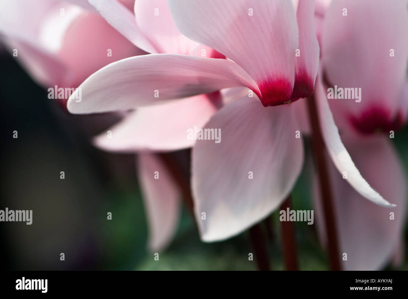 florists cyclamen, Cyclamen persicum Stock Photo - Alamy