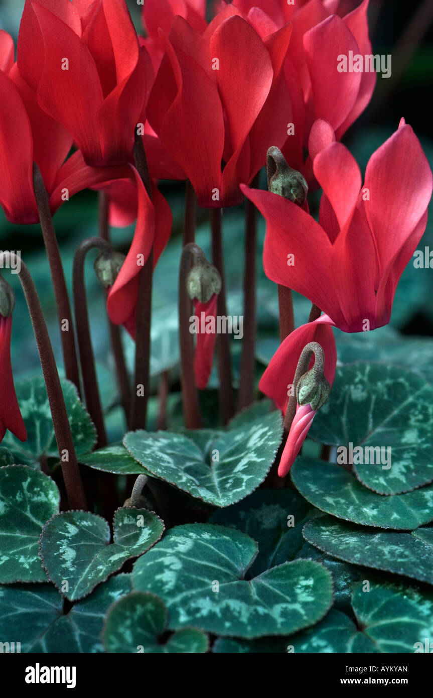 florists cyclamen, Cyclamen persicum Stock Photo - Alamy