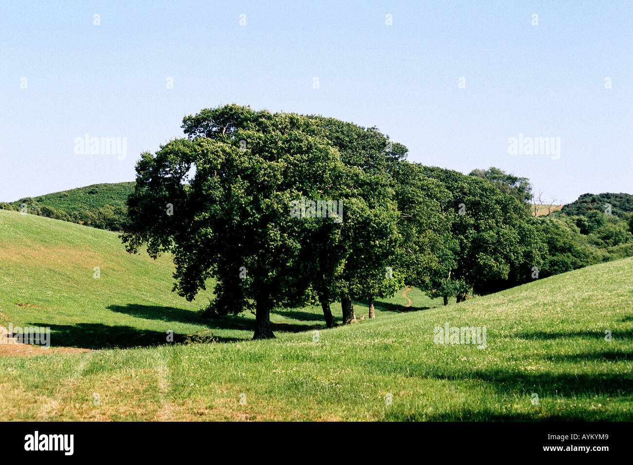 english field with trees Stock Photo - Alamy