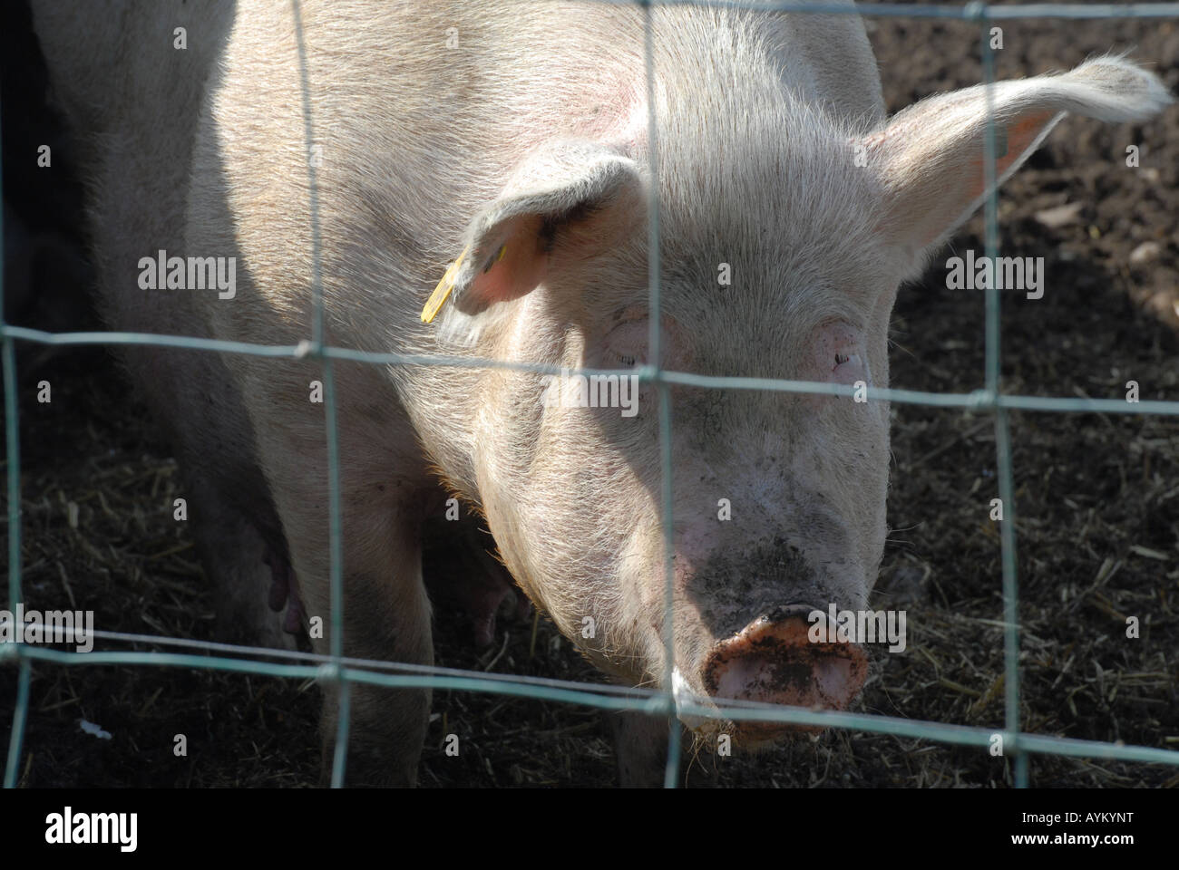 Piglet pen hi-res stock photography and images - Alamy