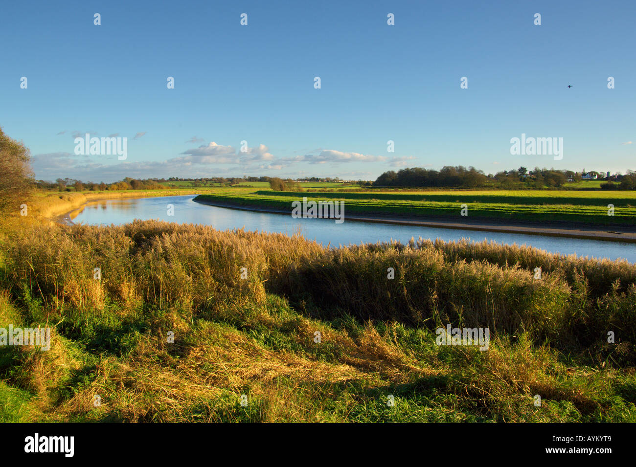 Common reed Phragmites australis beside the River Wyre in the Fylde ...