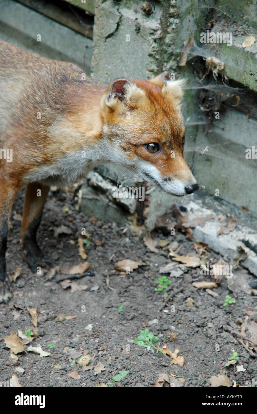 Injured fox hi-res stock photography and images - Alamy