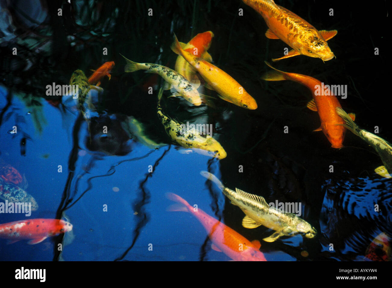 Ghost carp hi-res stock photography and images - Alamy